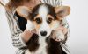 300 Copy + Paste of the Best Puppy & Dog Hashtags!